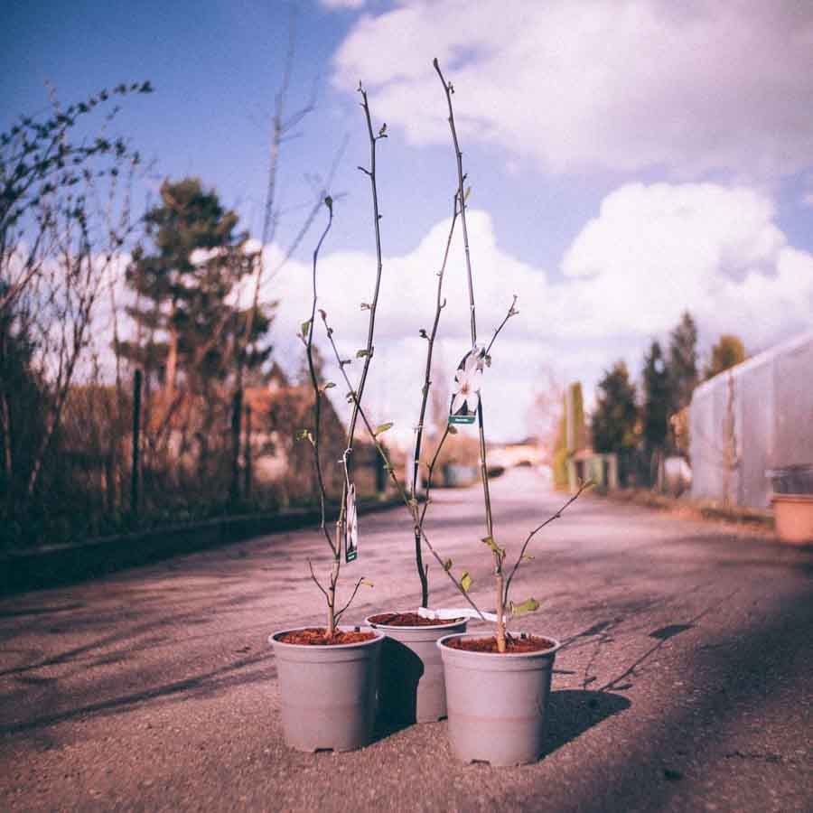 Magnolia Kobus - Sannas Trädgård
